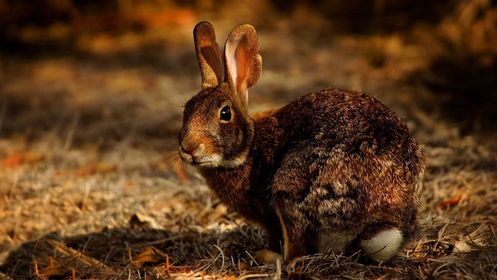 How Rabbits Stomp, Grind Their Teeth To Communicate - Rabbits Life