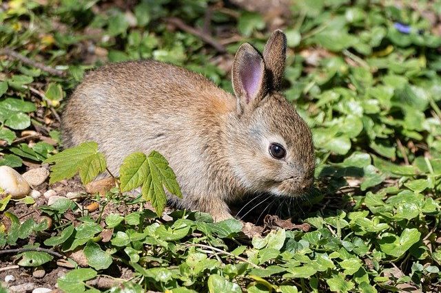 Best Rabbit Toys 2020 - Rabbits Life