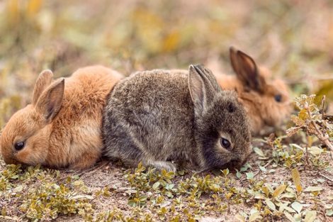 Can rabbits eat beet greens? | Moderation is key.. | rabbits.life