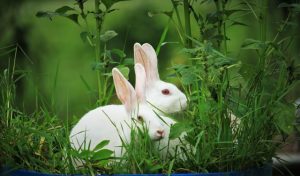 How Rare Are Albino Rabbits? - Rabbits Life