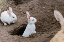 How Rare Are Albino Rabbits? - Rabbits Life