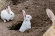 How Rare Are Albino Rabbits? - Rabbits Life