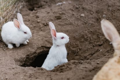 How Rare Are Albino Rabbits? - Rabbits Life