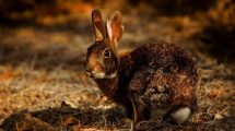 Are Wild Rabbits Nocturnal? - Rabbits Life