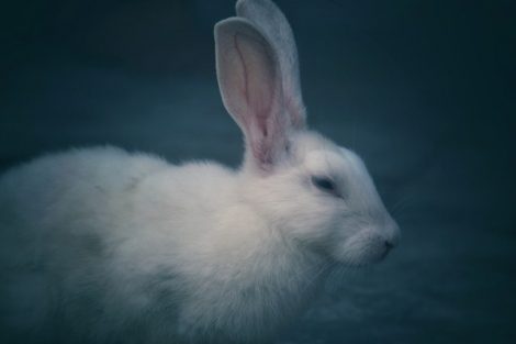 Are Wild Rabbits Nocturnal? - Rabbits Life