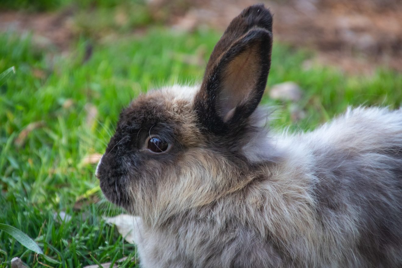 What Causes Ear Mites In Rabbits? - Rabbits Life