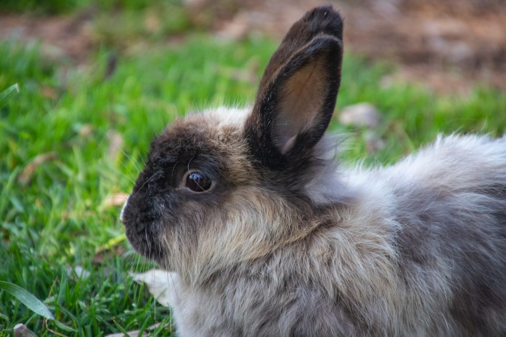 What Causes Ear Mites In Rabbits? - Rabbits Life