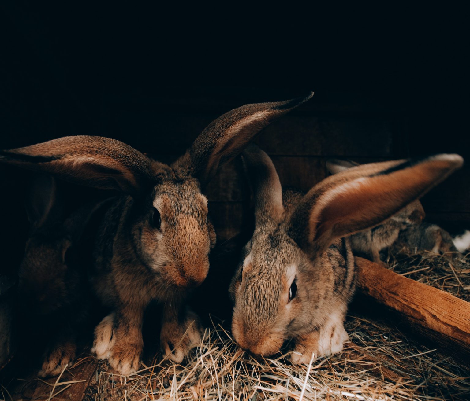 What Causes Ear Mites In Rabbits? - Rabbits Life