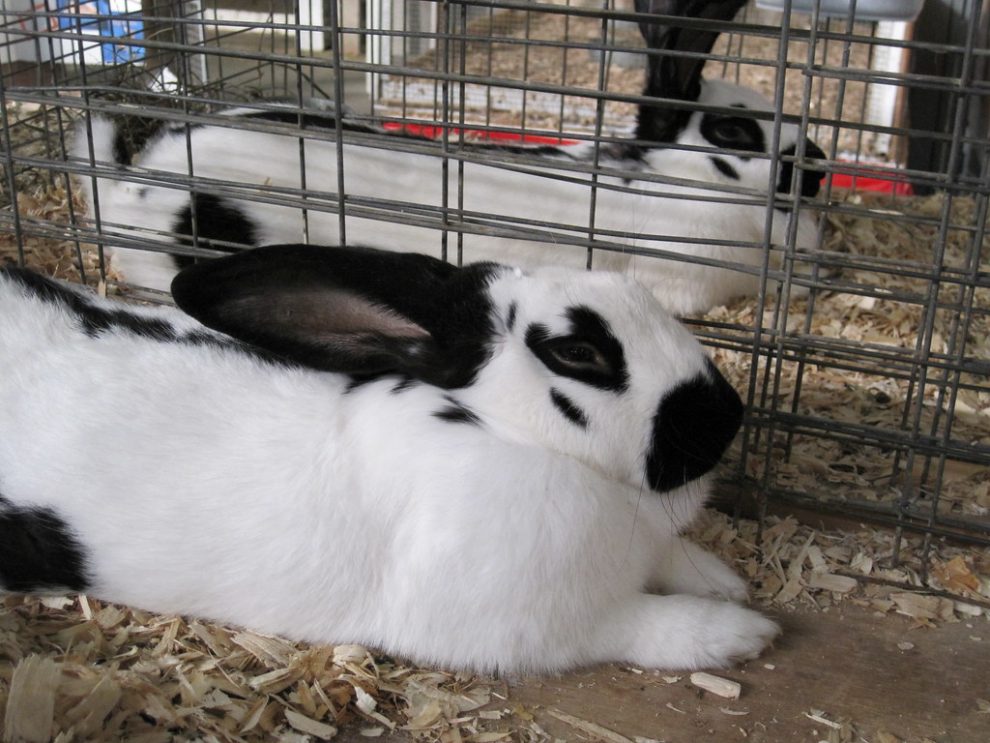 Best Outdoor Rabbit Breeds - Rabbits Life