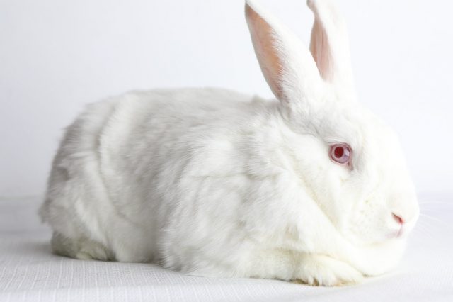 Best Outdoor Rabbit Breeds - Rabbits Life