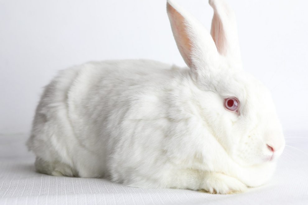 Best Outdoor Rabbit Breeds - Rabbits Life