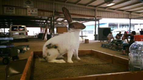 Best Outdoor Rabbit Breeds - Rabbits Life