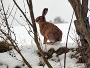 What Do Rabbits Eat in the Winter? - Rabbits Life