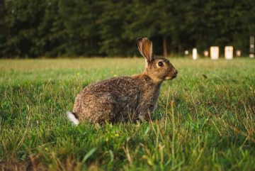 How Do Rabbits Get Mites? - Rabbits Life