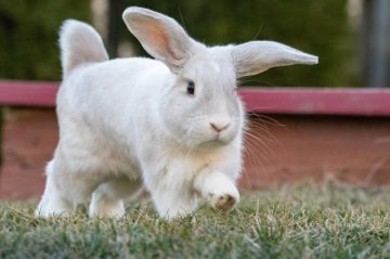 Are Rabbits Smart? - Rabbits Life