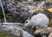 17 Ways to Help Wild Rabbits in Winter - Rabbits Life