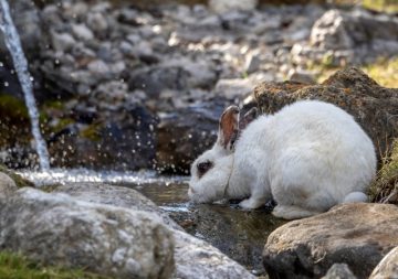 17 Ways to Help Wild Rabbits in Winter - Rabbits Life