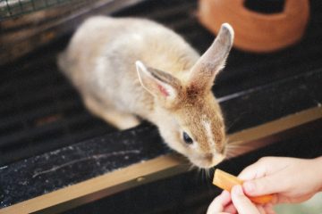 17 Ways to Help Wild Rabbits in Winter - Rabbits Life