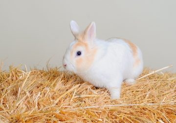 22 Best Foods for Wild Rabbits - Rabbits Life