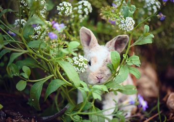 22 Best Foods for Wild Rabbits - Rabbits Life