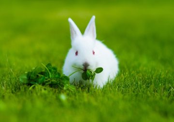 22 Best Foods for Wild Rabbits - Rabbits Life