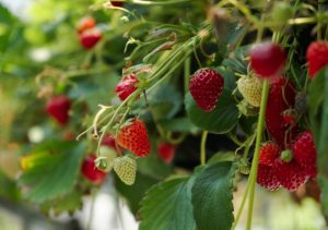 22 Best Foods for Wild Rabbits - Rabbits Life