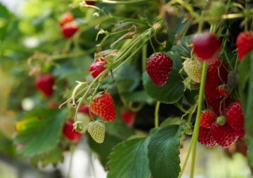 22 Best Foods for Wild Rabbits - Rabbits Life