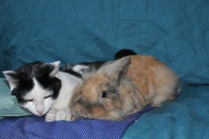 Can Cats and Rabbits Get Along Well? - Rabbits Life